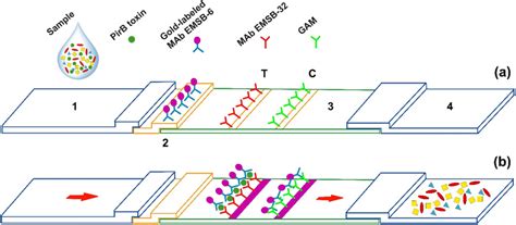 Diagram Of A Lfia Strip A The Test Strip Assembly Consists Of The Download Scientific Diagram