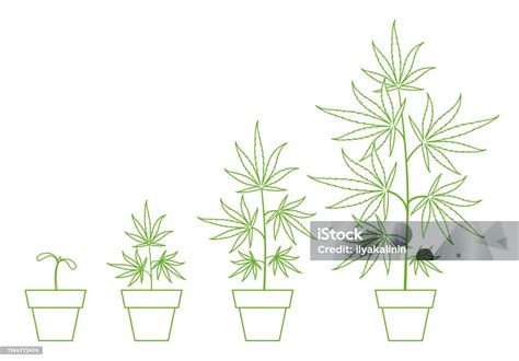 대 마의 성장 단계 화분에 심어 마리화나 단계 세트 대마초 인 디카 숙성 인포 그래픽 기간 라이프 사이클 집에서 냄비에 자라는 잡 초 윤곽선 벡터 일러스트 레이 션 윤곽