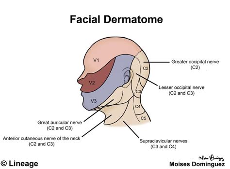 Cranial Nerve Dermatome Map Dermatomes Chart And Map