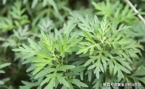 还在用艾草做青团教你5种好吃的做法入口清香营养美味 艾叶