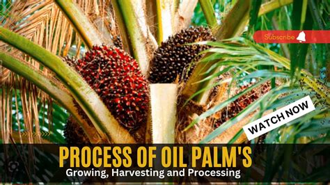 Oil Palm Growing Harvesting And Processing Process Modern Agriculture