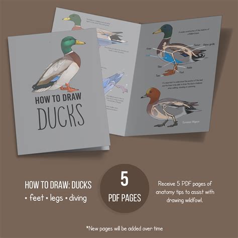 EBOOK How To Draw Ducks The Art Of CrowArtist