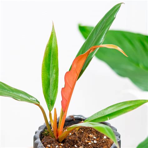 Philodendron Caramel Pluto ~ 25cm Sklep Z Roślinami Cocaflora
