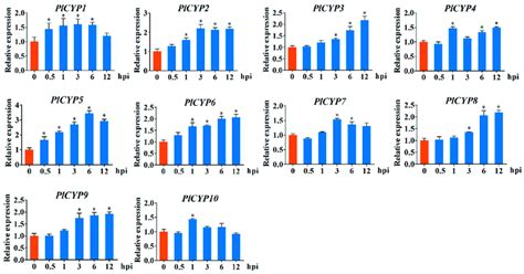 Expression Levels Of Plcyps In Different Fungal Morphologies A