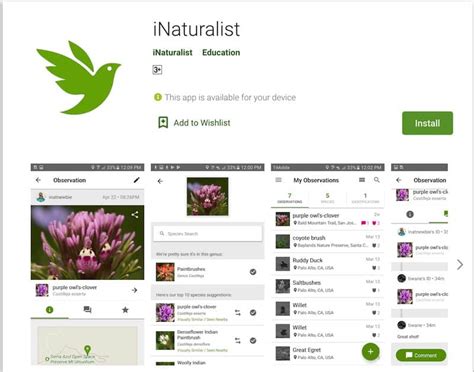 Best Tree Identification Apps For Android IOS