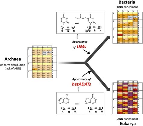 Figure 6 From A Role For Trna Modifications In Genome Structure And Codon Usage Semantic Scholar
