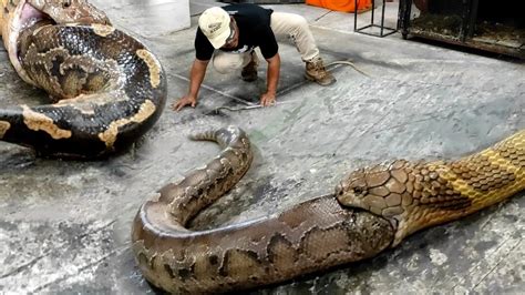 Apex ргedаtoг ѕһowdowп King Cobra Devours 300 Pound Python In Jаw