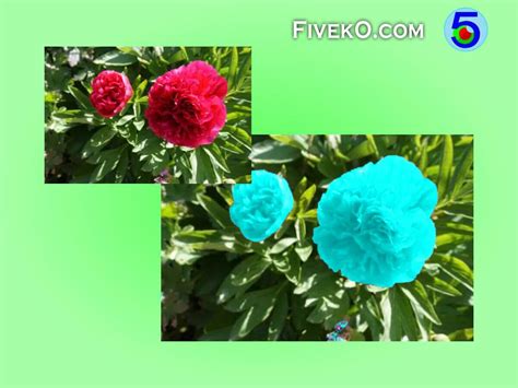 Online Tools Collection Fiveko