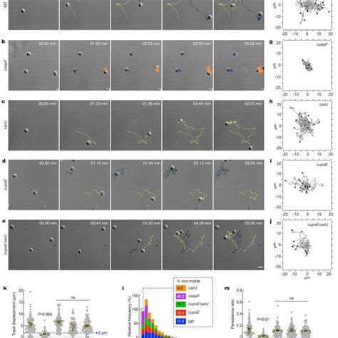 Automated Tracking Of Type Iv Pili Mutants In S Acidocaldarius At High