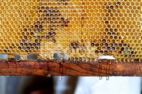 신선한 물이 뚝뚝 떨어지는 꿀 스톡 사진 Freeimages