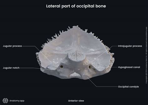 Occipital Bone Anatomyapp