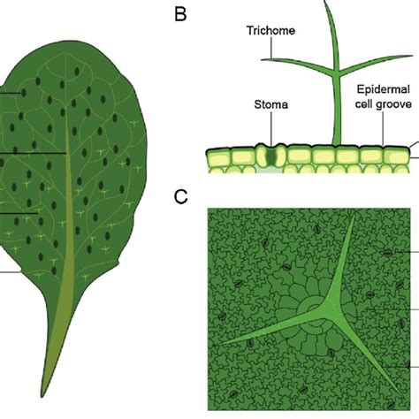 Relevance Of Spatial Patterns In Bacterial Community Structure On The Download Scientific