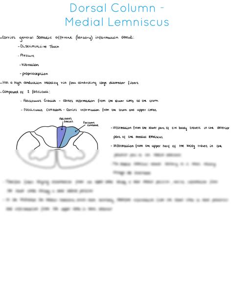 Solution Ascending Spinal Tracts Neuro Anatomy Studypool