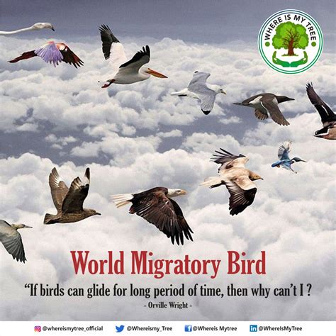 Migration Bird Quotes