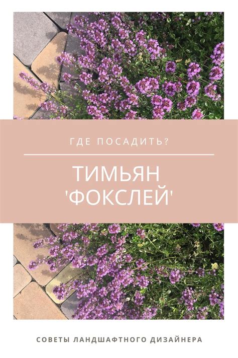Тимьян 'Фокслей' - идеальный многолетник для переднего плана цветника и ...