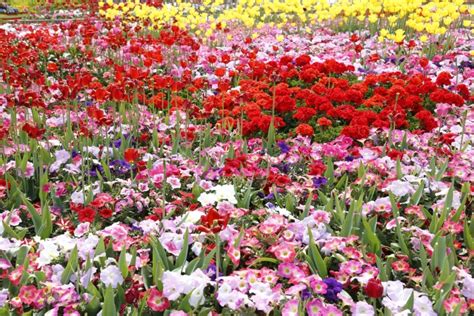 손관화교수의 가드닝