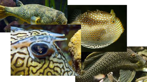 Delta Diffuse Uses Reaction Diffusion Simulations To Create Complex Patterns