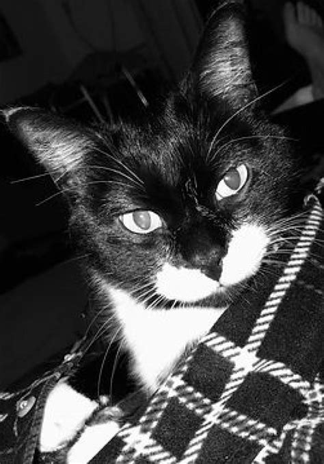 Charlie Chap The Wondercat Tts Computer Ai Voice Soundboard