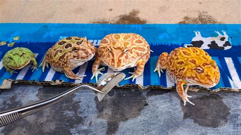 The Hungry And Greedy Frogs Are So Cute Youtube