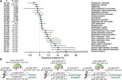 Mediation Effects Of Brain Volume On The Association Between Grip Download Scientific Diagram