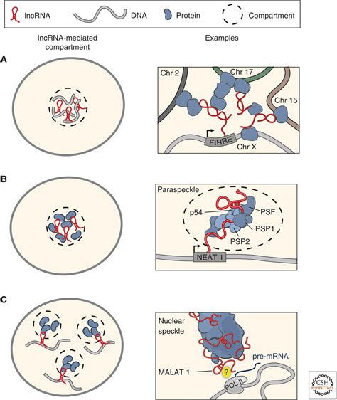 Approaches For Understanding The Mechanisms Of Long Noncoding RNA Regulation Of Gene Expression