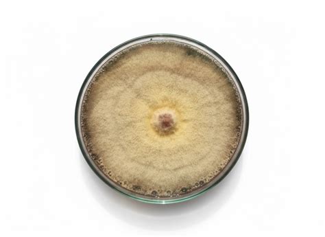 Mold Identification Guide Varify