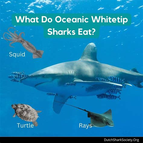 Oceanic Whitetip Sharks Facts And Info Guide Dutch Shark Society