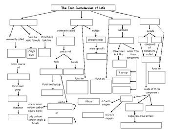 Biomolecules Concept Map Graphic Organizer Tpt