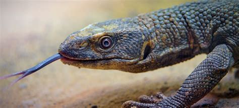 Definitive Guide To Nile Monitor Facts Habitat Conservation Status