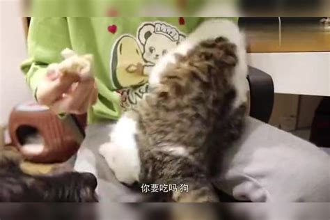 帮只猫挤肛门腺岩浆迸发一刻险被喷脸酸爽
