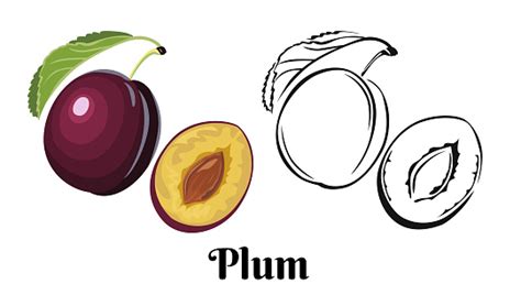 흰색 배경에 분리 된 커널이있는 매화 전체와 절반 만화 간단한 평면 스타일의 녹색 잎과 잘 익은 과일의 벡터 그림입니다 흑백 윤곽선입니다 0명에 대한 스톡 벡터 아트 및