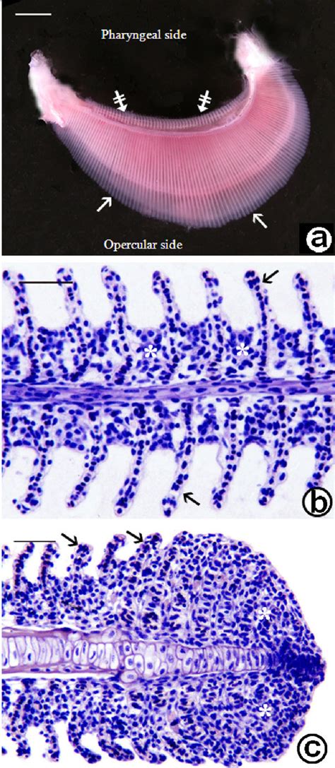 Meaning Of Gill Arch At Nathan Oneill Blog