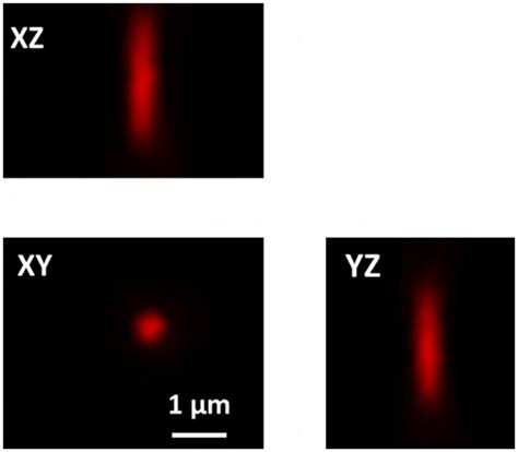 Confocal Image Of A Spherical Sub Resolution Fluorescent Bead With Download Scientific