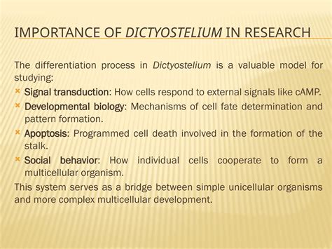 Cell Aggregation And Differentiation In Dictyostelium Pptx