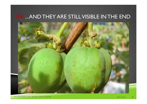public disclosure of a male sterile jatropha curcas trait found in wild