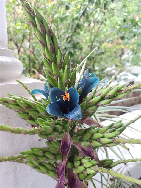 So This Weird Gal Started To Flower R Gardening