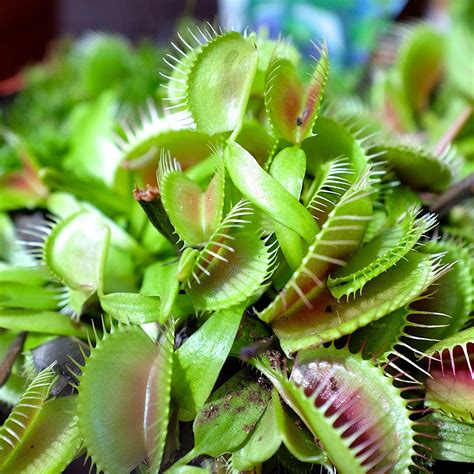Jupiter Venus Flytrap