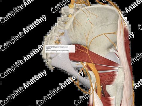 Anatomy Abdomen And Pelvis Superior Gluteal Nerve Bgzd