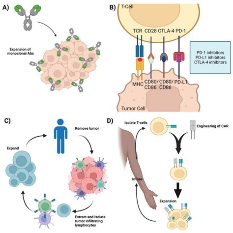 Cancer And Immunotherapy Encyclopedia Mdpi