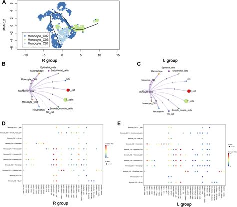 Pseudotime Trajectory And Intercellular Communication Of Monocytes A