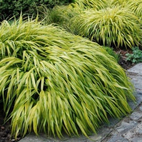 Hakonechloa Macra Aureola Landscaping And Garden Plants