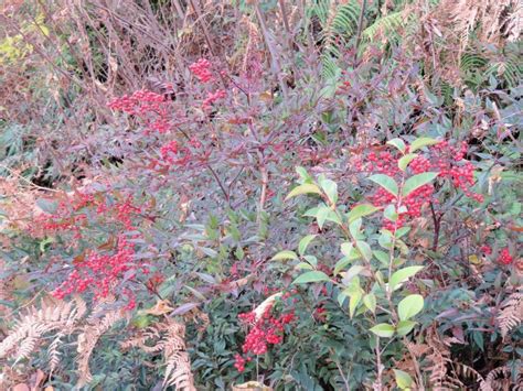 初冬の林縁の植物 山野草植物めぐり
