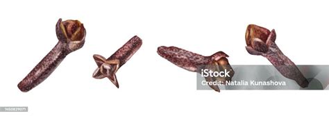 흰색 배경에 격리된 수채화 정향을 설정합니다 커피 또는 핫 초콜릿을위한 손으로 그린 조미료 카네이션 요리 책 또는 스티커 클립 아트 음식과 음료 벽지 포장 카드용 개체