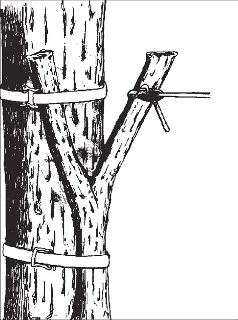 Sample Crotches Were Attached To A Large Tree At Points 30 Cm 12 In Download Scientific
