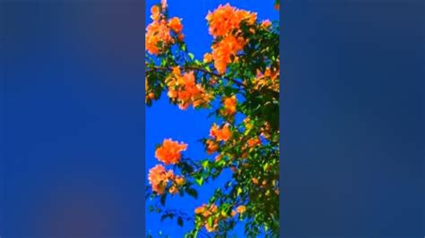 ഓർക്കുക പന്ത് എല്ലാവരുടെയും കാൽചുവട്ടിൽ എത്തുക തന്നെ ചെയ്യും Youtube