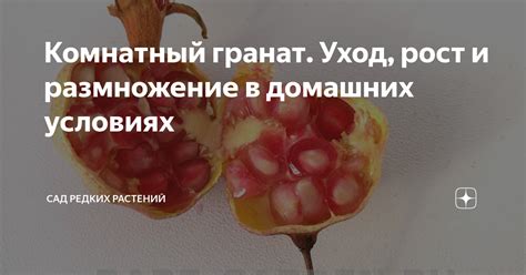 Комнатный гранат Уход рост и размножение в домашних условиях Сад редких растений Дзен