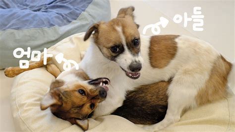 골때리는 모자의 마지막 일상🥹 Youtube