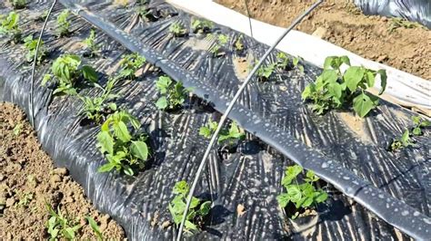 히카마 재배 잡초 제거시기 놓치면 뿌리가 뽑힙니다 Youtube