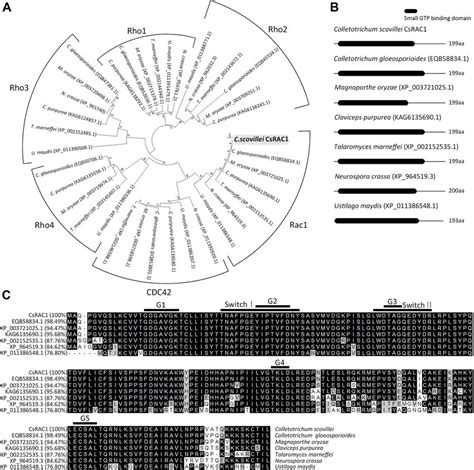 Phylogenetic Analysis Domain Prediction And Sequence Alignment A Download Scientific