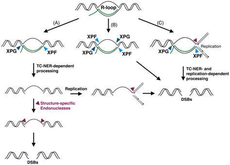 R Loops Breaking Bad Pmc